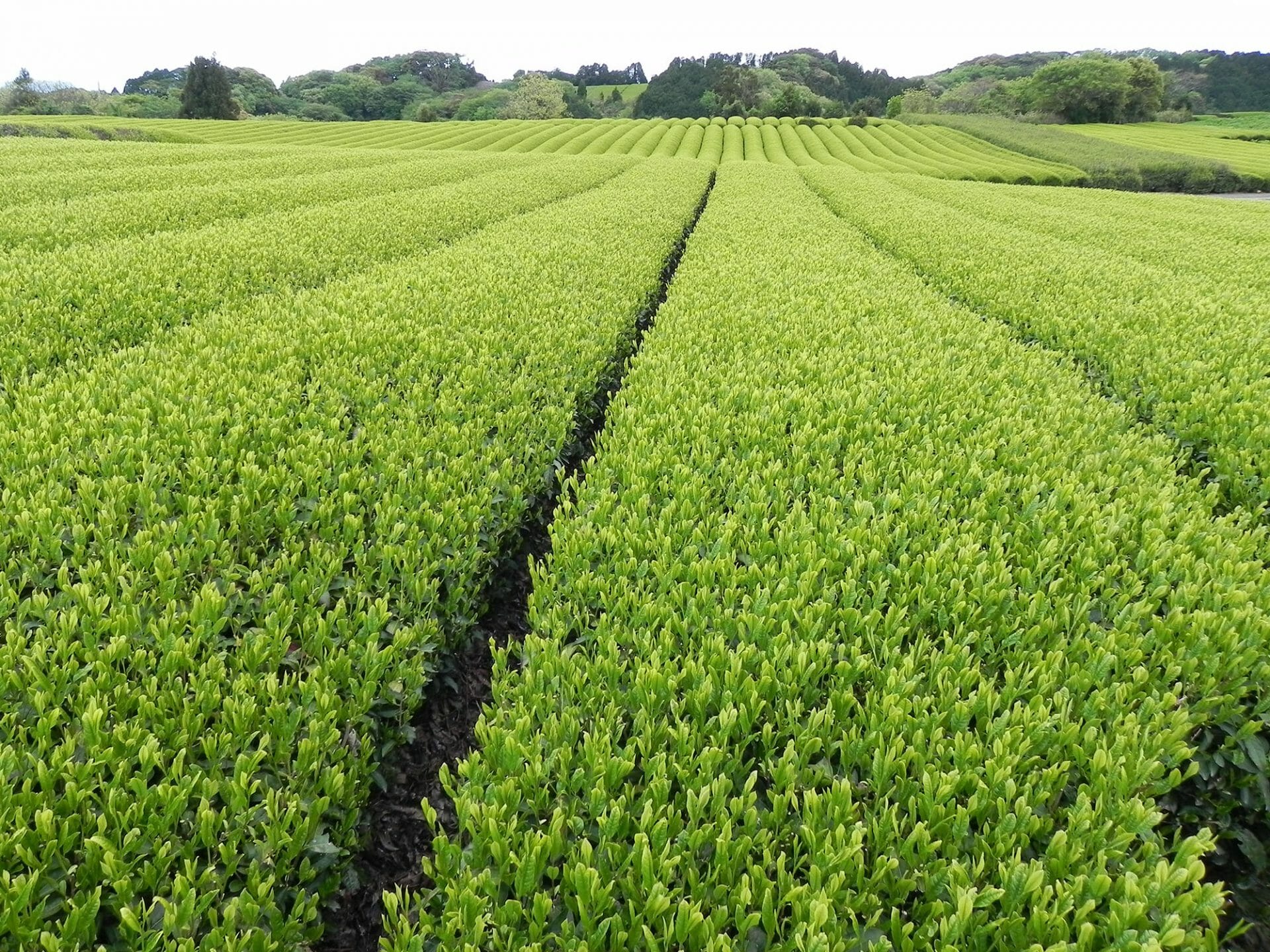 Organic Green Loose Tea ~ About Matcha Dao's Tea Farm ~ Matcha Dao